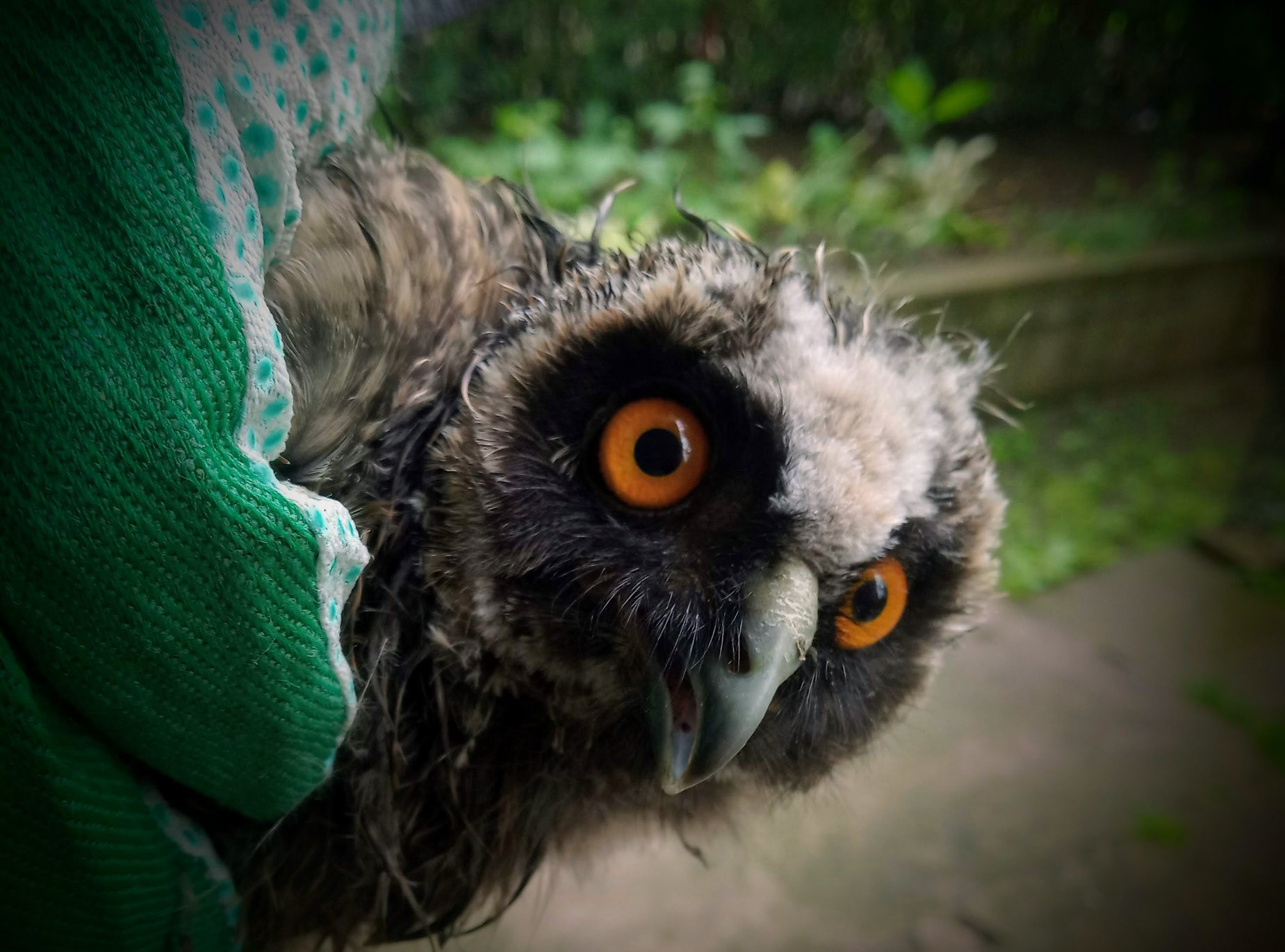 Zbrinuta mlada sova utina - Sokobanjsko Ekološko Društvo