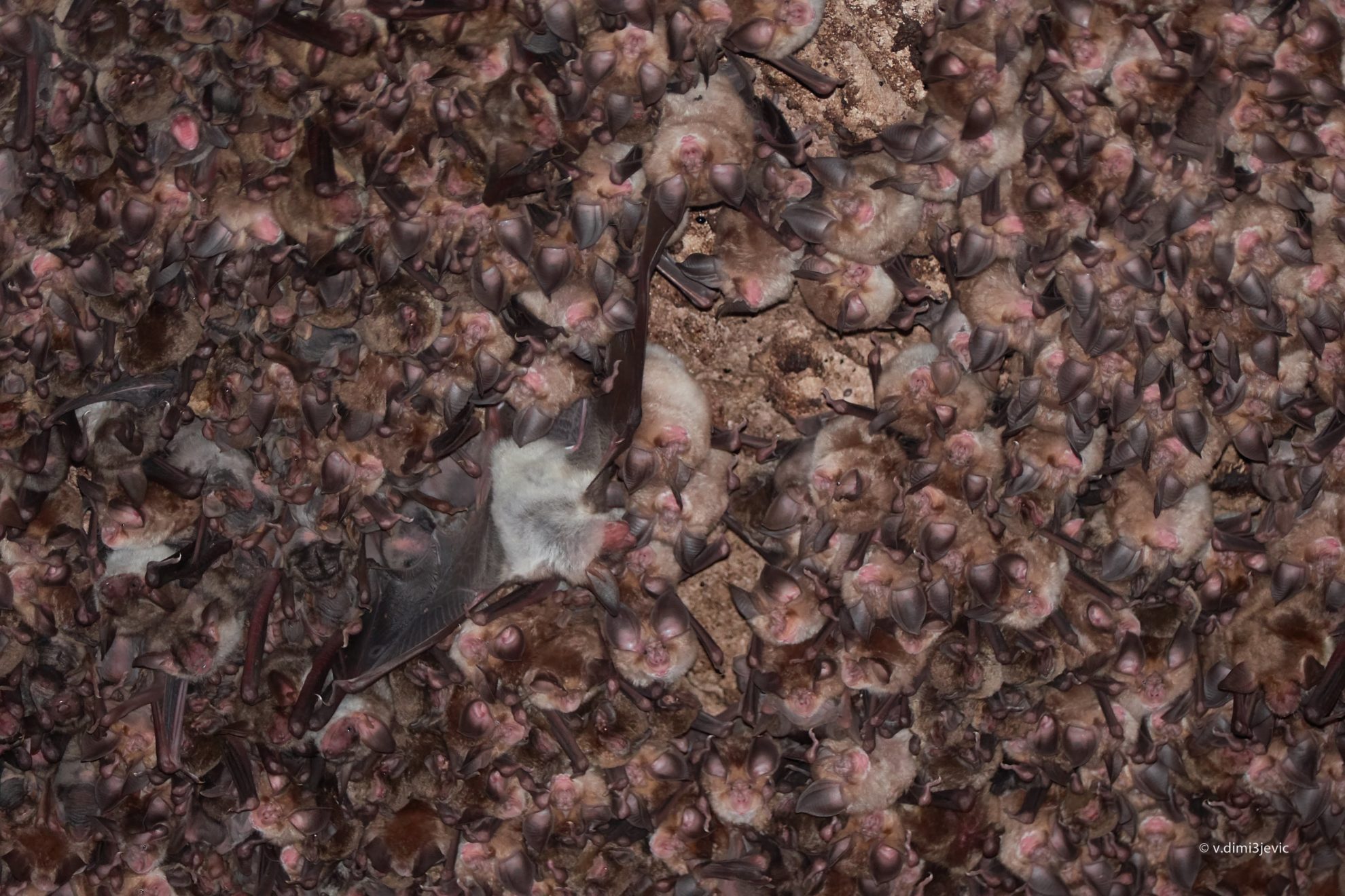 Slepi miševi Sesalačke pećine - Sokobanjsko Ekološko Društvo